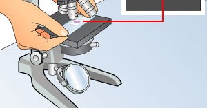 Apa Itu Preparat Mikroskop ? ~ Mikroskop Indonesia