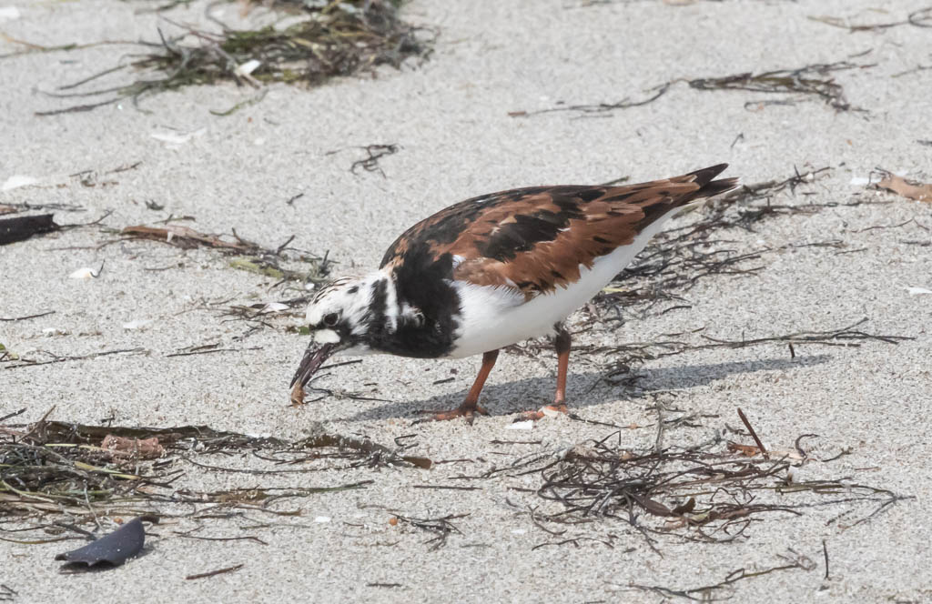T & L Adventures: Beach Nesting Bird Survey: Ft Desoto County Park ...