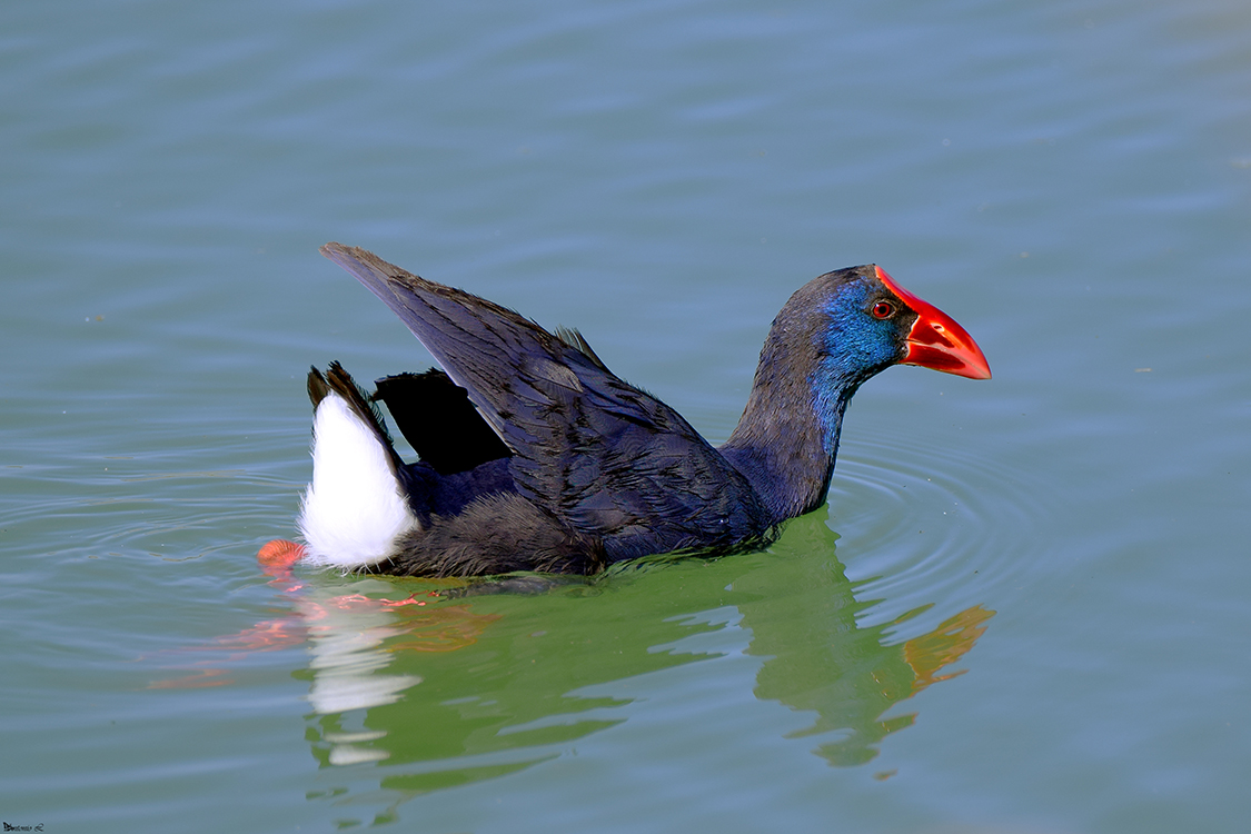 Objetivo: Naturaleza Viva: Calamón común (Porphyrio porphyrio)