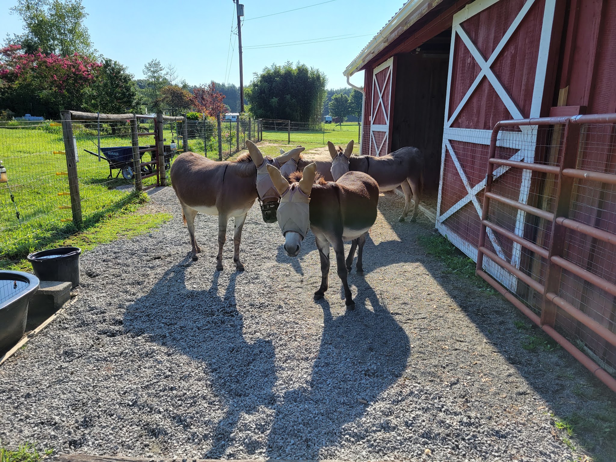 Our Tiny Farm NC in Western NC: Pictures of Our Mini-Donkeys