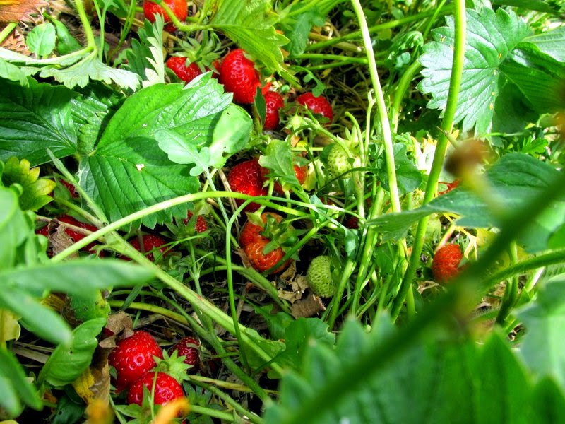 Berry Picking at Peterley Manor Farm | Pretty and Polished