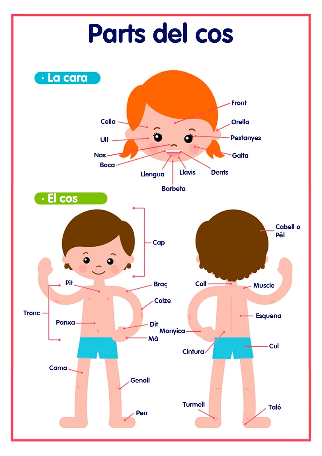 Treballem la llengua i literatura catalanes: Les parts del cos. Adreçat ...