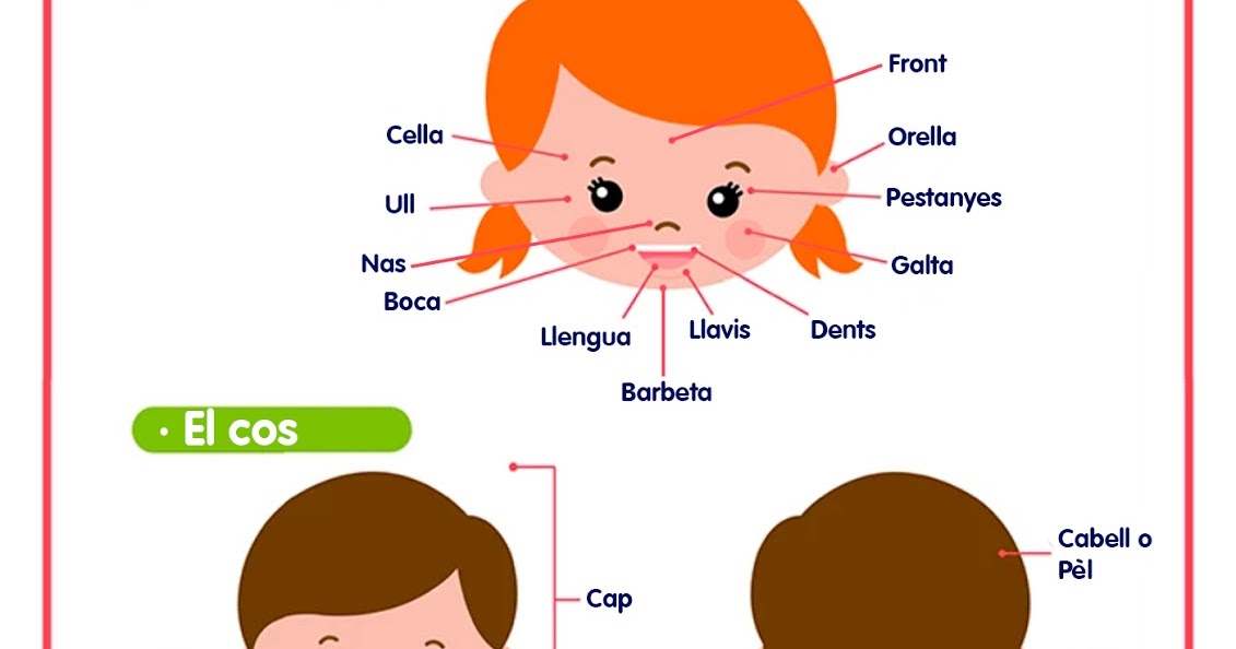 Treballem la llengua i literatura catalanes: Les parts del cos. Adreçat ...