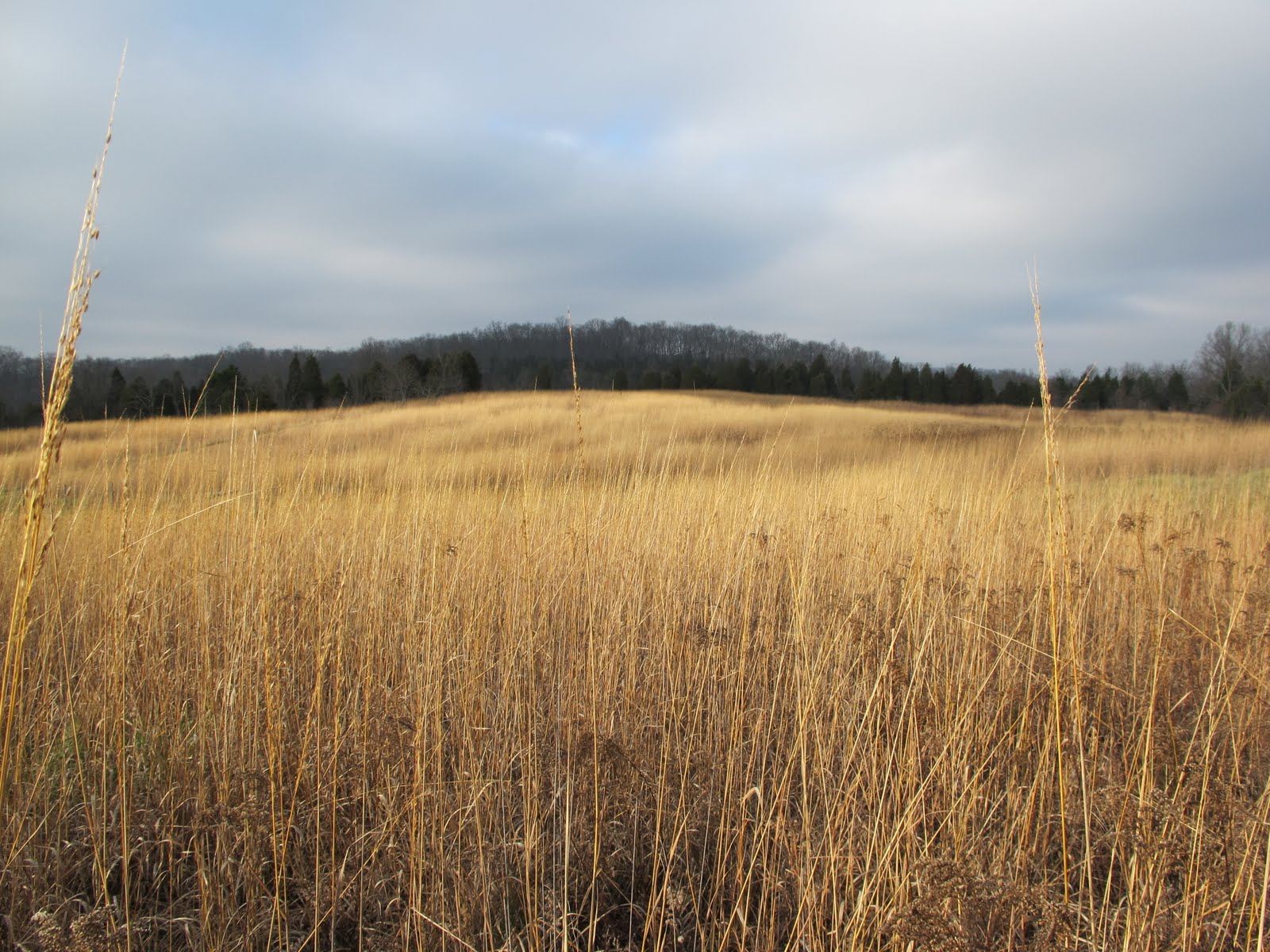 Blue Jay Barrens: Late Fall Indian Grass