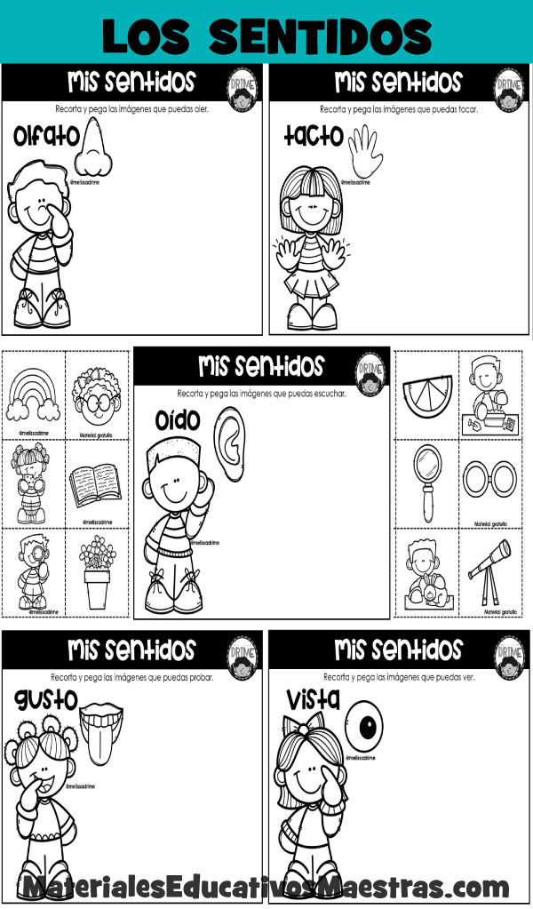Hoja De Trabajo De Cortar Y Pegar Los 5 Sentidos