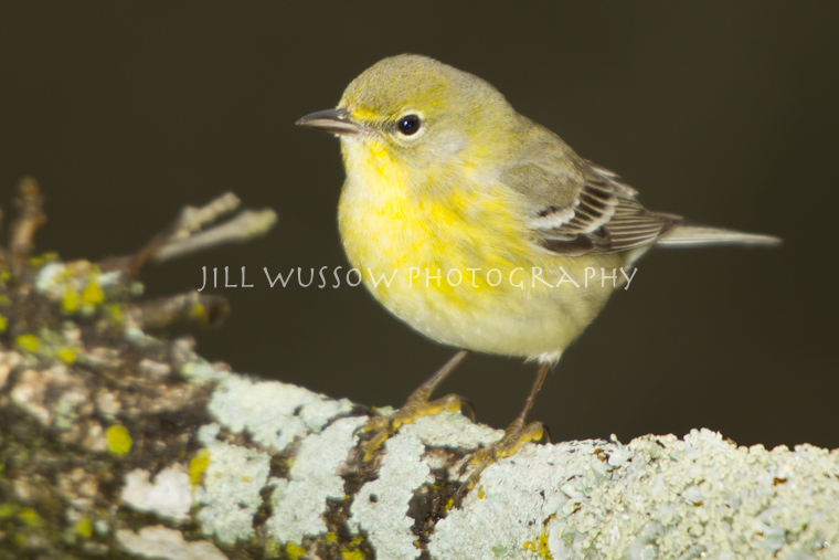 Pine Warbler Friends | Focusing on Wildlife