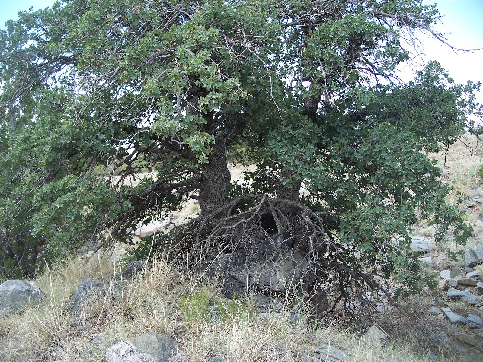 Turbinella Oak