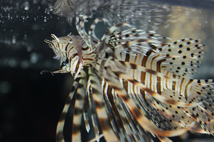 Zoos in Japan: Nifrel