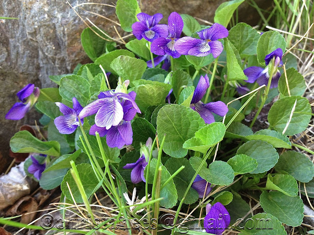 squirrelhaus alaskan photos: Spring Violets