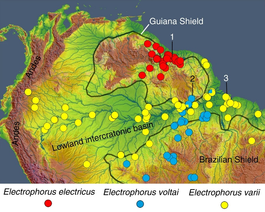 Species New to Science: [Ichthyology • 2019] Electrophorus varii & E ...