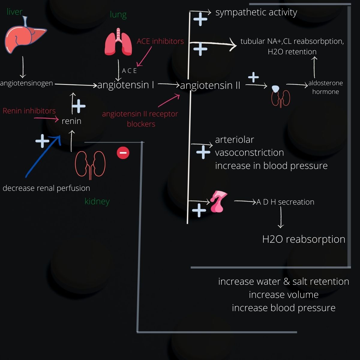 Renin-Angiotensin-Aldosterone System (RAAS) ~ MEDICINES ALL INFO