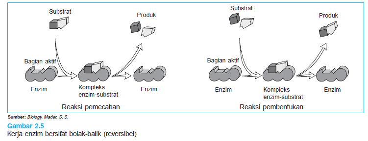 Sifat-Sifat Enzim