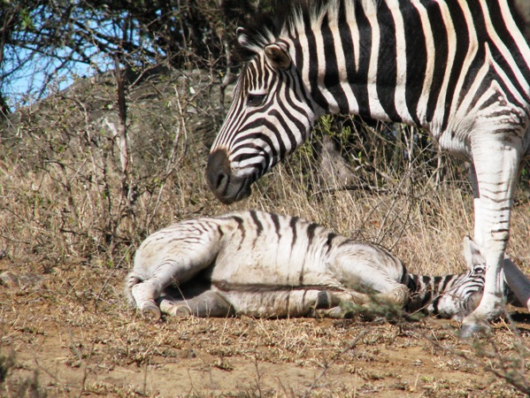 Angelika's World in Photos: Zebra - Zipper Effect