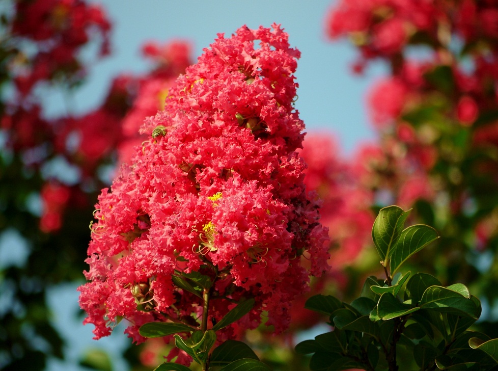 Stardust Talk : Japanese Crape Myrtle