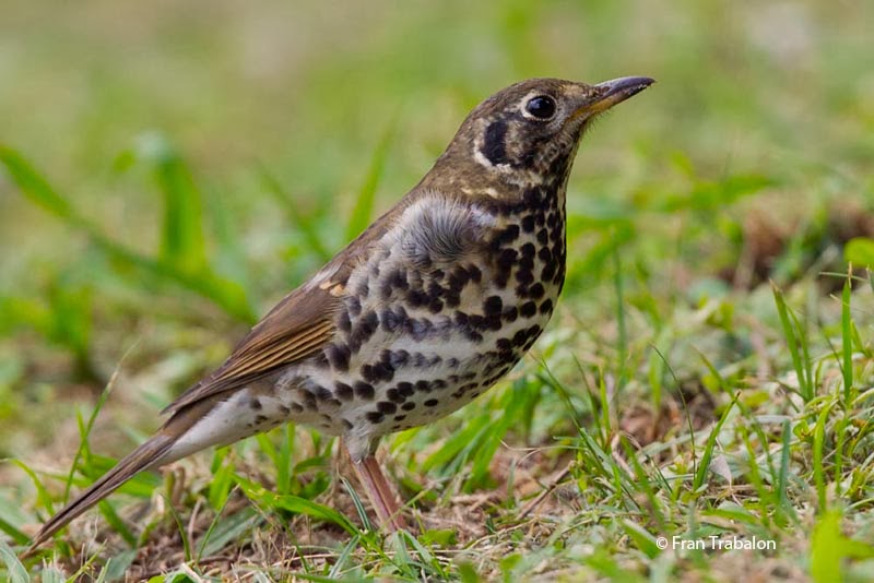 ZAGROS NATURE IMAGES: Chinese Thrush