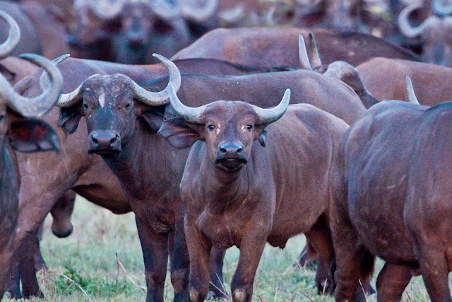 Tanzania & Zanzibar: Buffalo