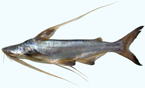 Oost west, tweede thuis best