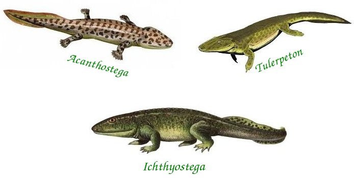 Período Devónico ~ Historia geológica de la tierra con Arturo ANONYMOUS