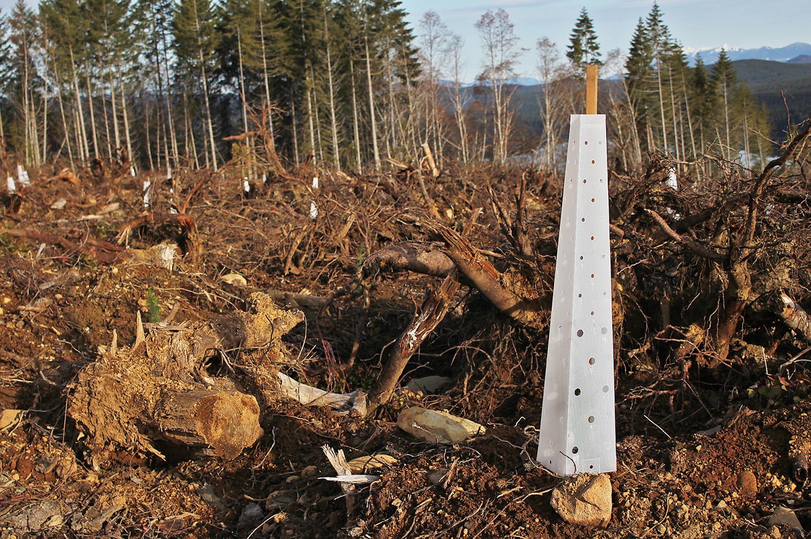 Replant.ca Environmental: The Eastern White Cedar tree (Thuja occidentalis)