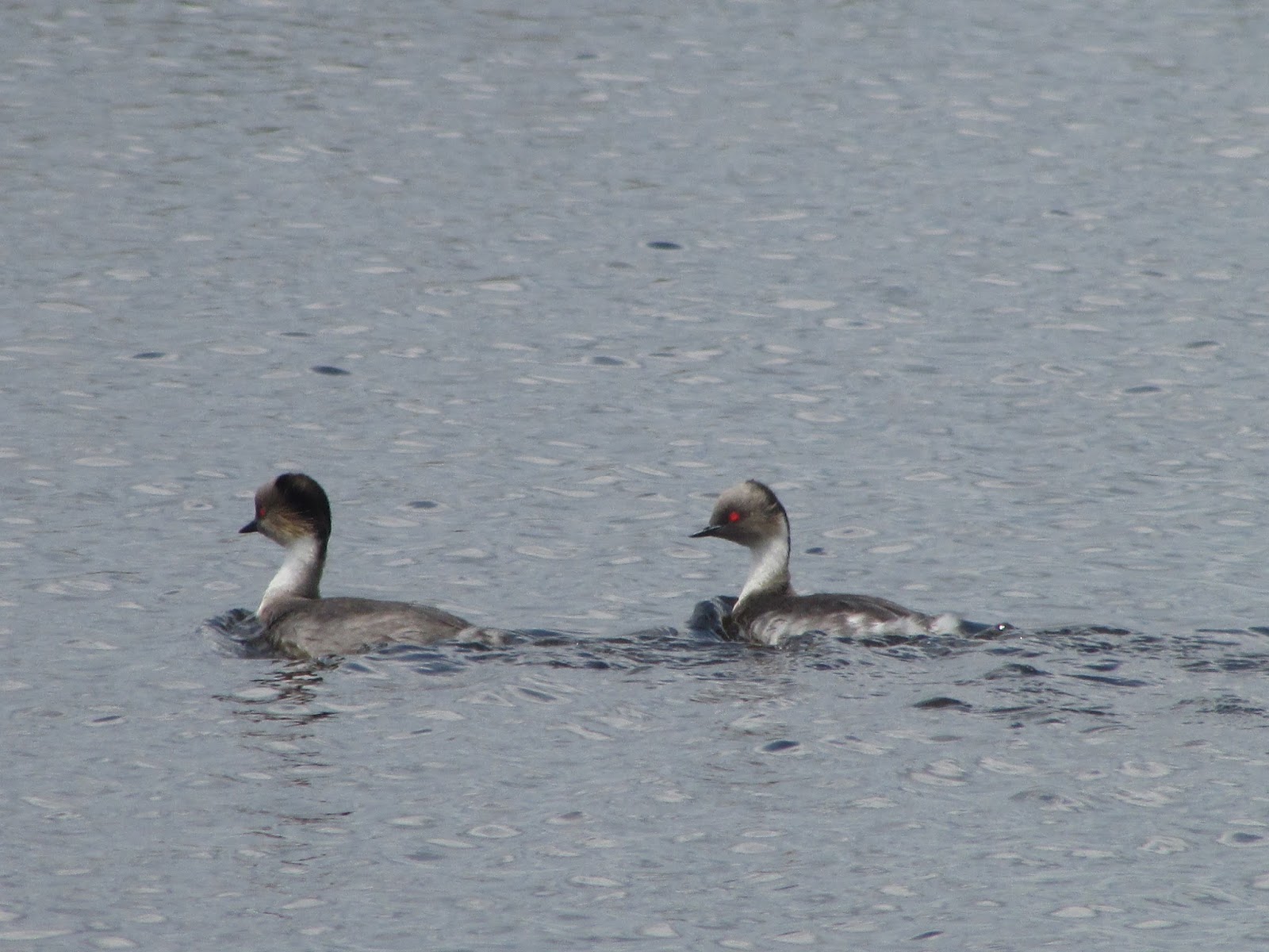 Argentina nativa: Macá plateado (Podiceps occipitalis)