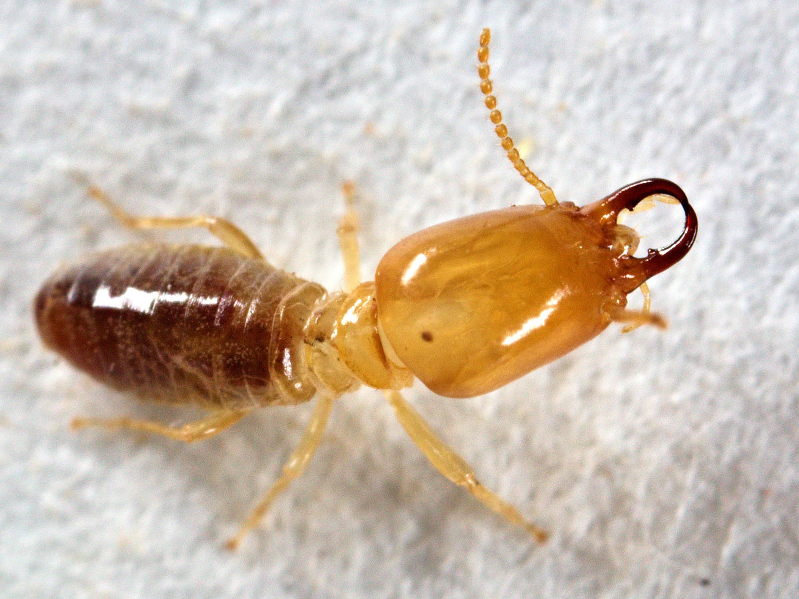 MyPhotoPics: Amitermes meridionalis, Αυστραλία