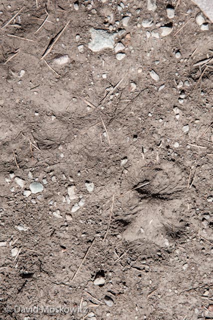 David Moskowitz Photography: Pacific Northwest Wildlife, Tracks ...
