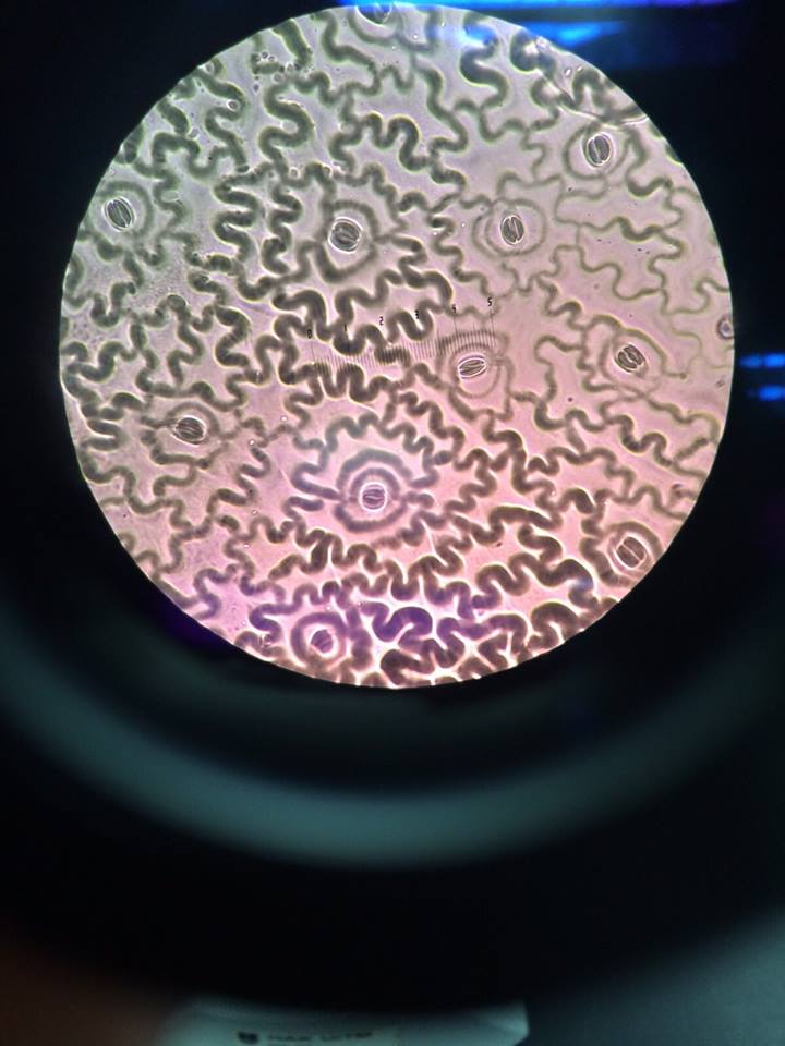 GreatBiology: Stomata Under Microscope
