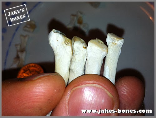 How I rearticulated my badger skeleton, part two : Jake's Bones
