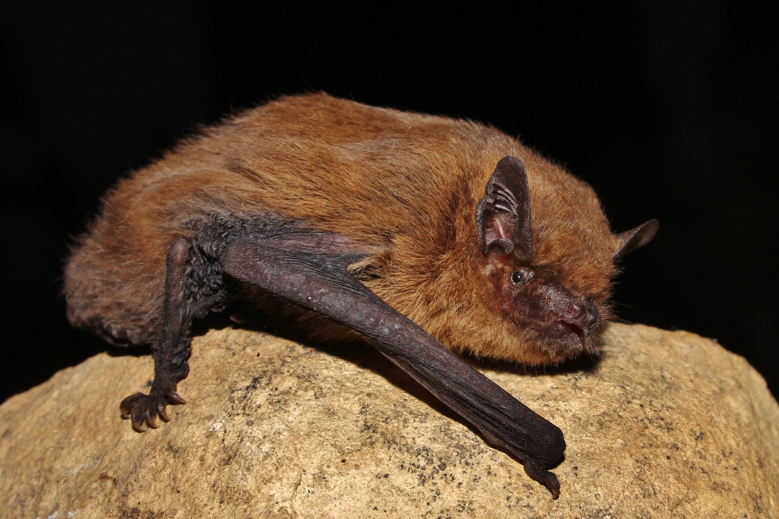 Mammals of Cyprus - Τα θηλαστικά της Κύπρου by George Konstantinou ...