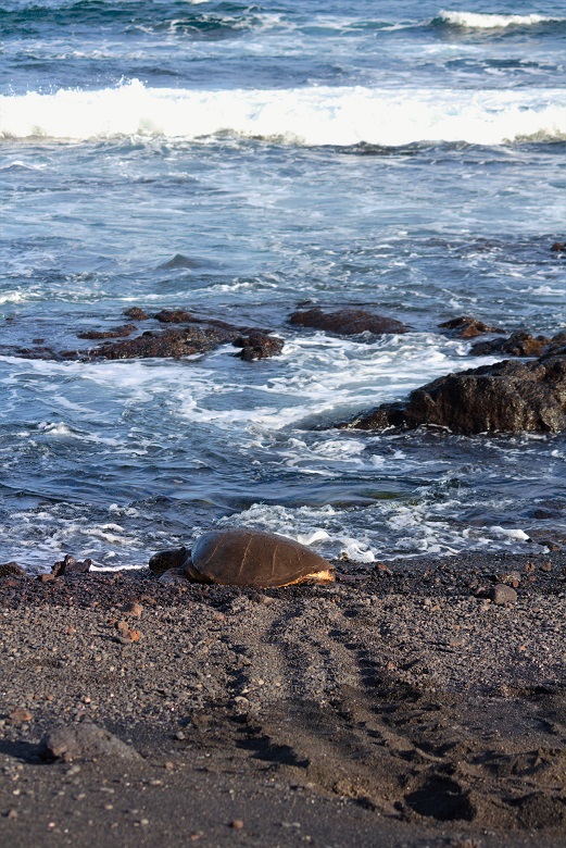 Tamarack Shack: Black Sand, Sea Turtles and Manta Rays
