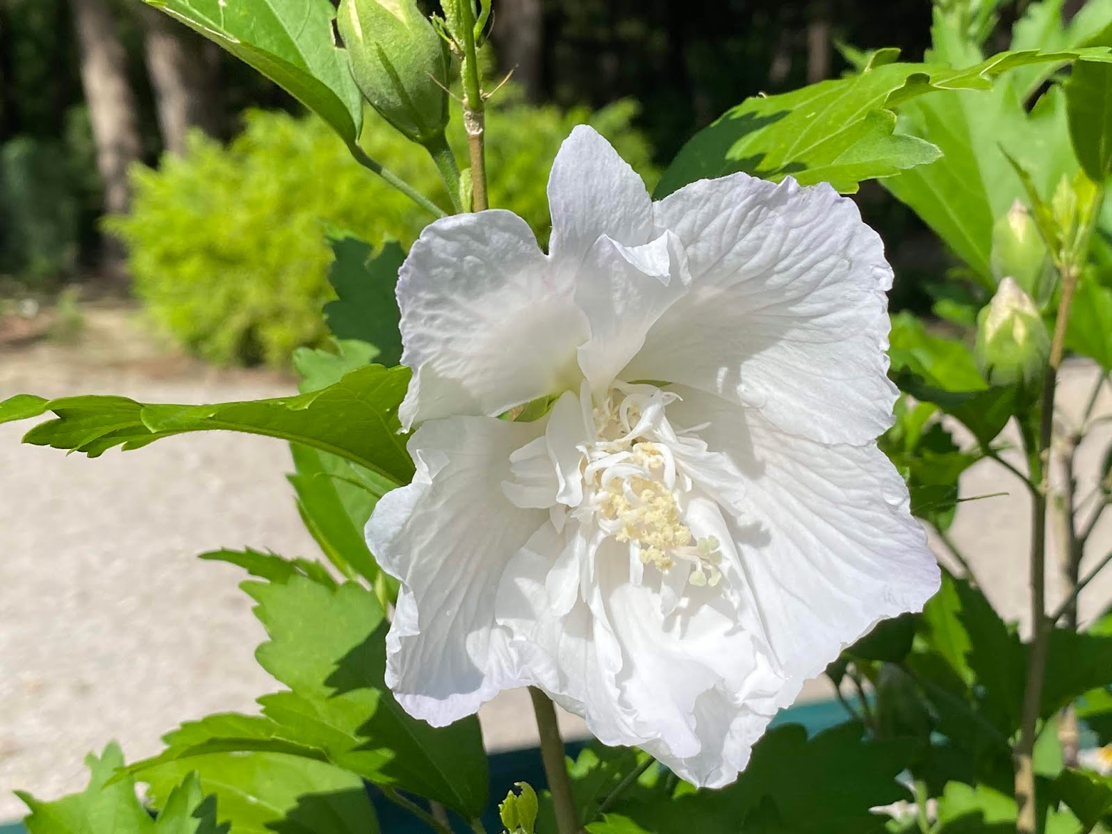 Lisa Bonassin's Garden: Some of My Altheas Blooming Now May 17, 2020