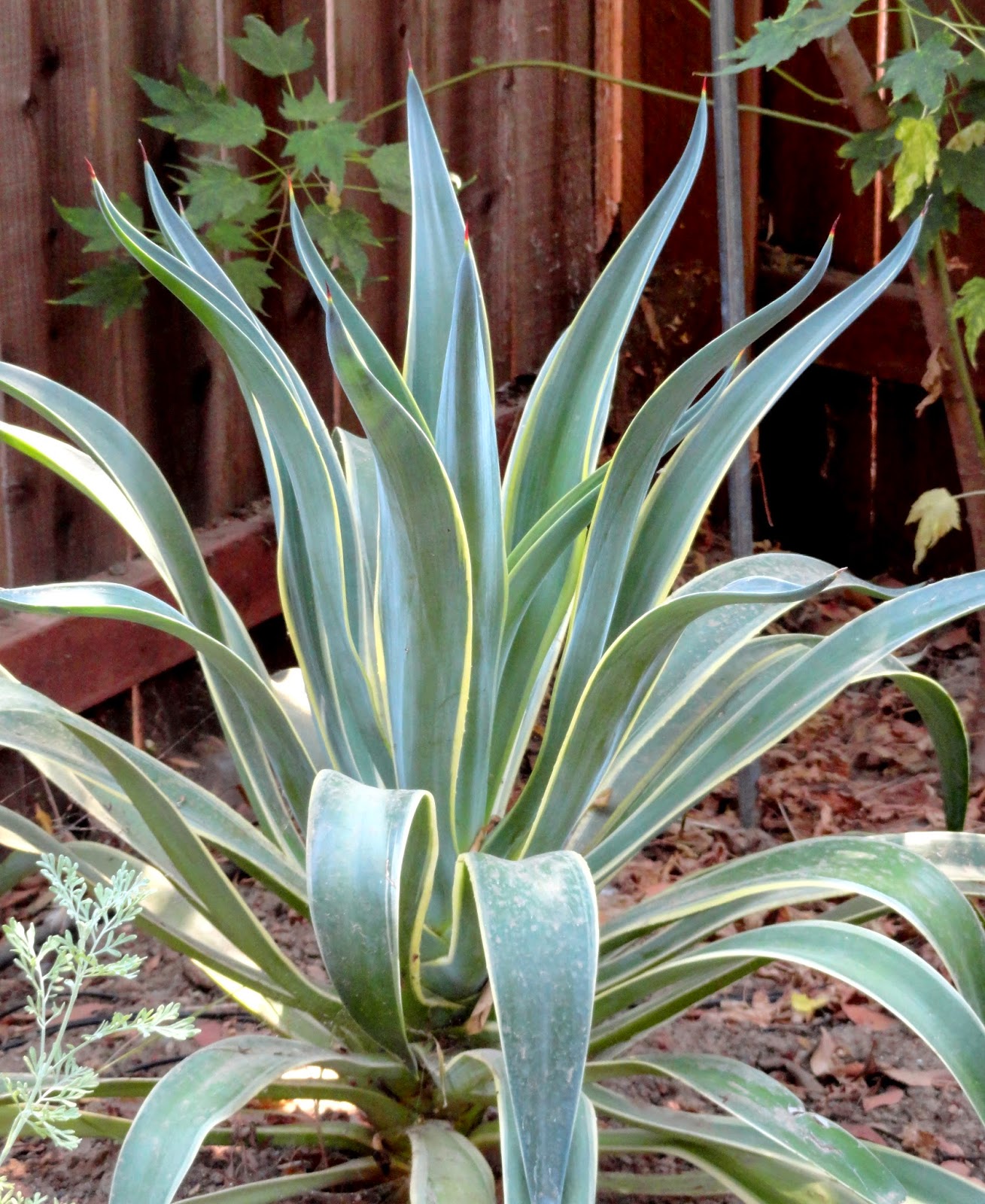 danger garden: Visiting Gerhard's agave-full garden...