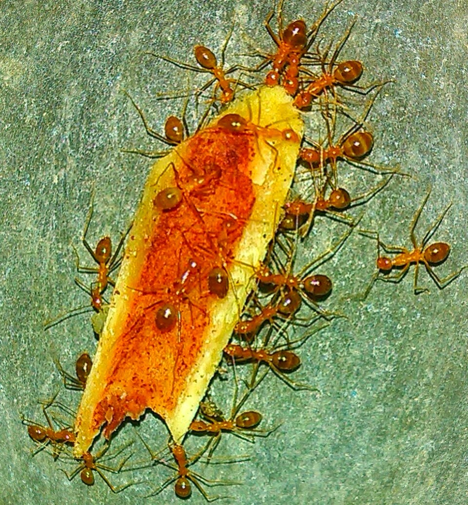 Azed izet: Keistimewaan Semut