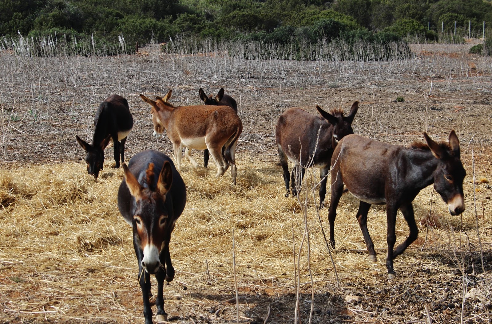Mammals of Cyprus - Τα θηλαστικά της Κύπρου by George Konstantinou ...