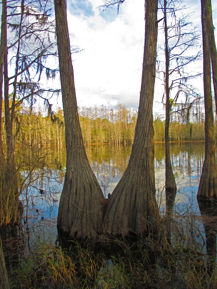 Heart and Sole: The many wonders of Pine Log State Forest