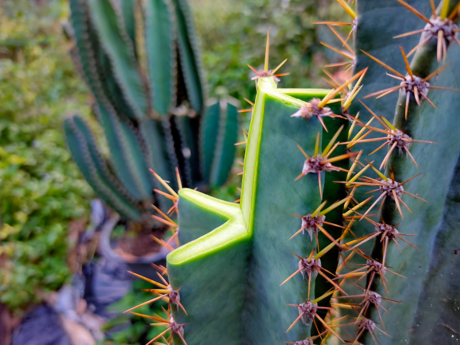 Secrets To Growing Cactus And Succulents: Cactus Graft: How To Perform ...