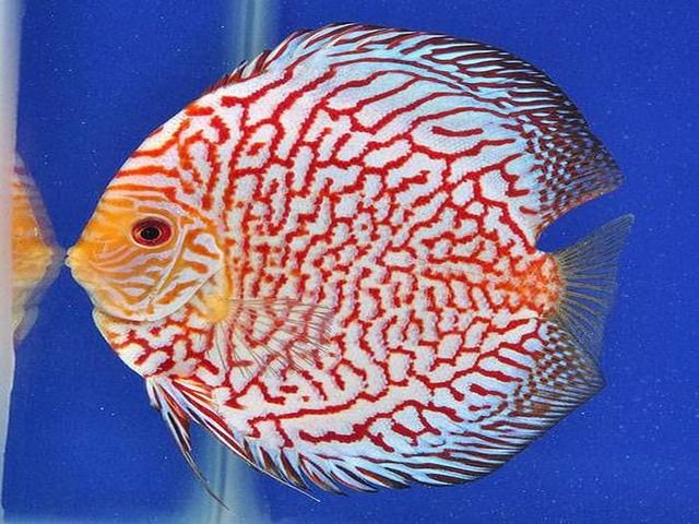 Gambar Ikan Discus Jantan dan Betina dalam Aquarium yang Cantik dan ...