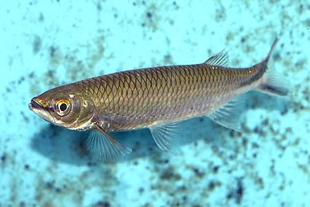 Aquarium Fish: Apollo Shark