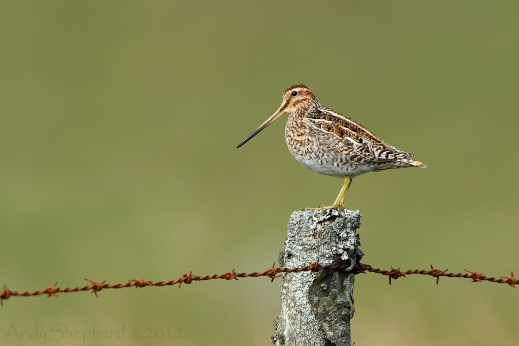 Andy Shepherd Wildlife Photography: Common Snipe