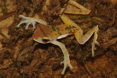 Species New to Science: [Herpetology • 2005] Rhacophorus gadingensis ...