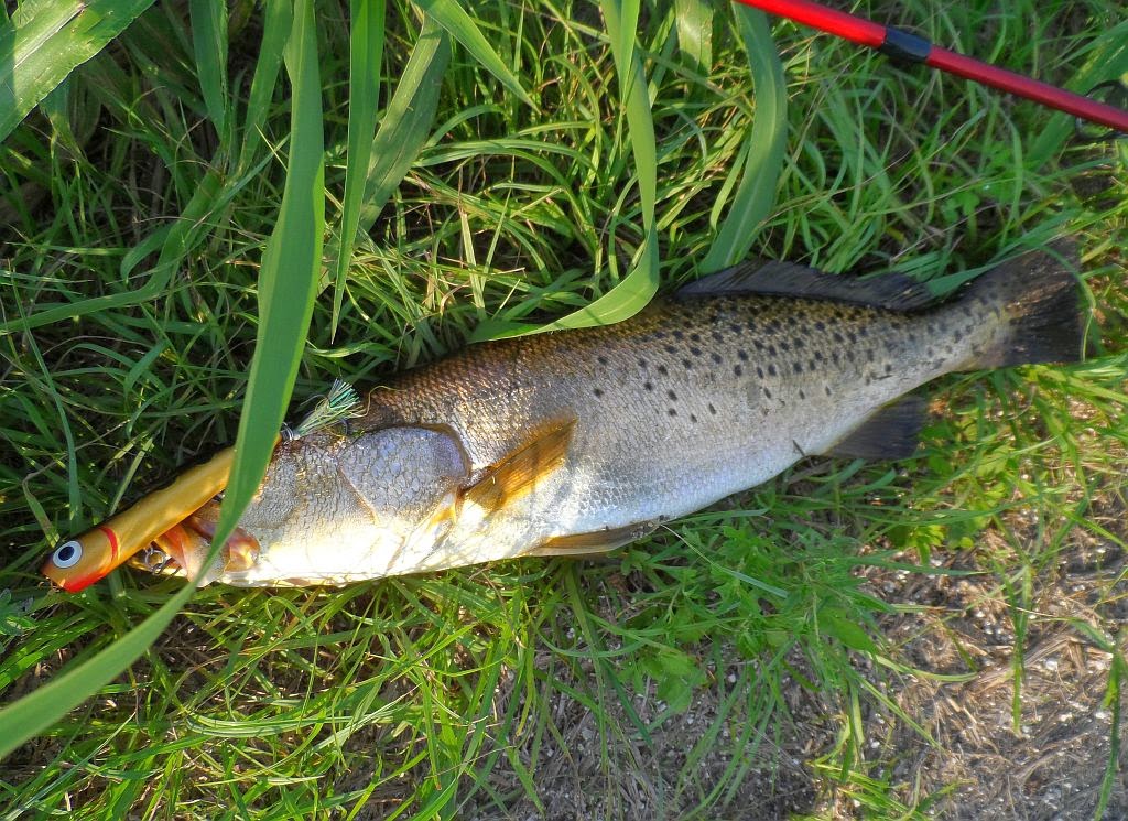 Mosquito Lagoon & Indian River Fishing: Topwater Fishing In The Salt Marsh