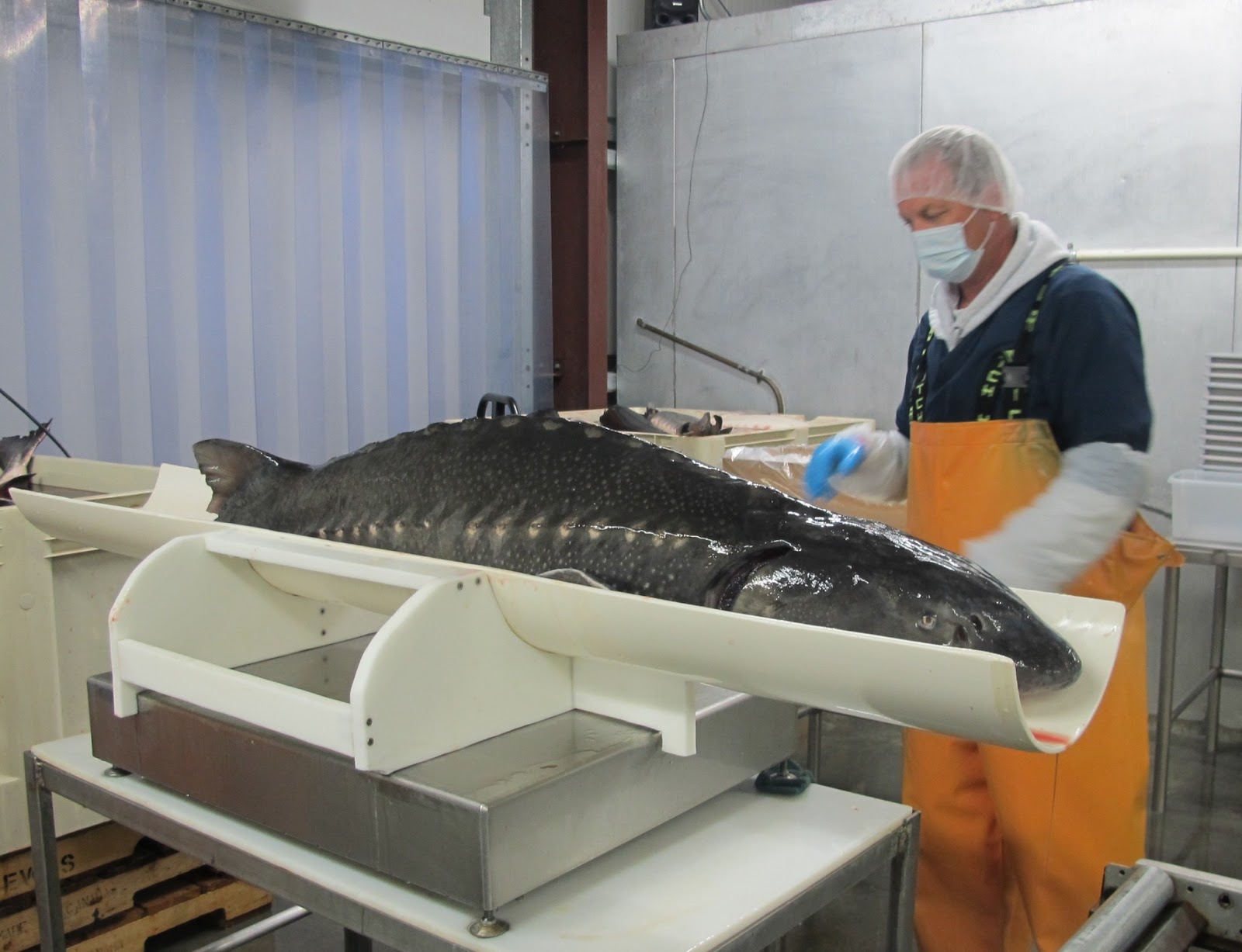 Caviar Harvesting is Almost Complete at Sterling Caviar - Munchie Musings