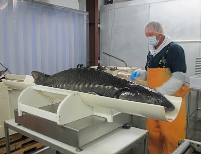 Caviar Harvesting is Almost Complete at Sterling Caviar - Munchie Musings