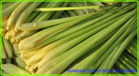 4 MANFAAT SEREH UNTUK KESEHATAN TUBUH