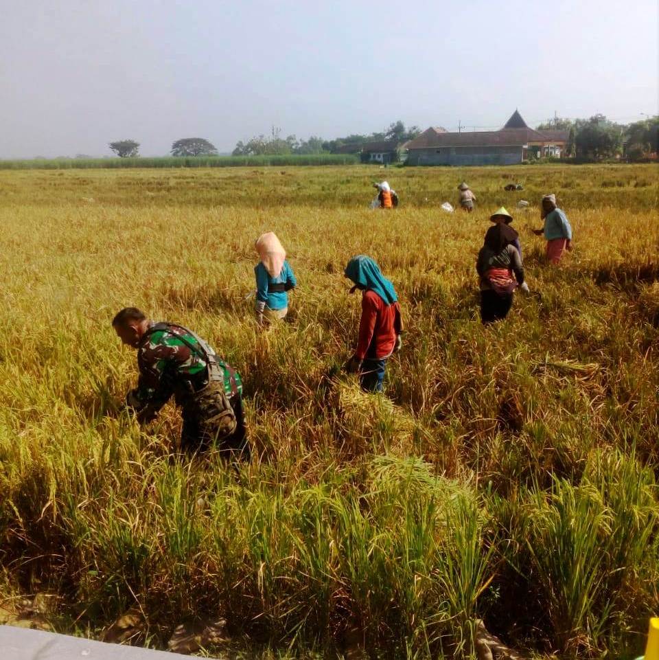 Poktan Tani Mulyo Desa Karang Kedawang Panen Padi Varietas Ciherang