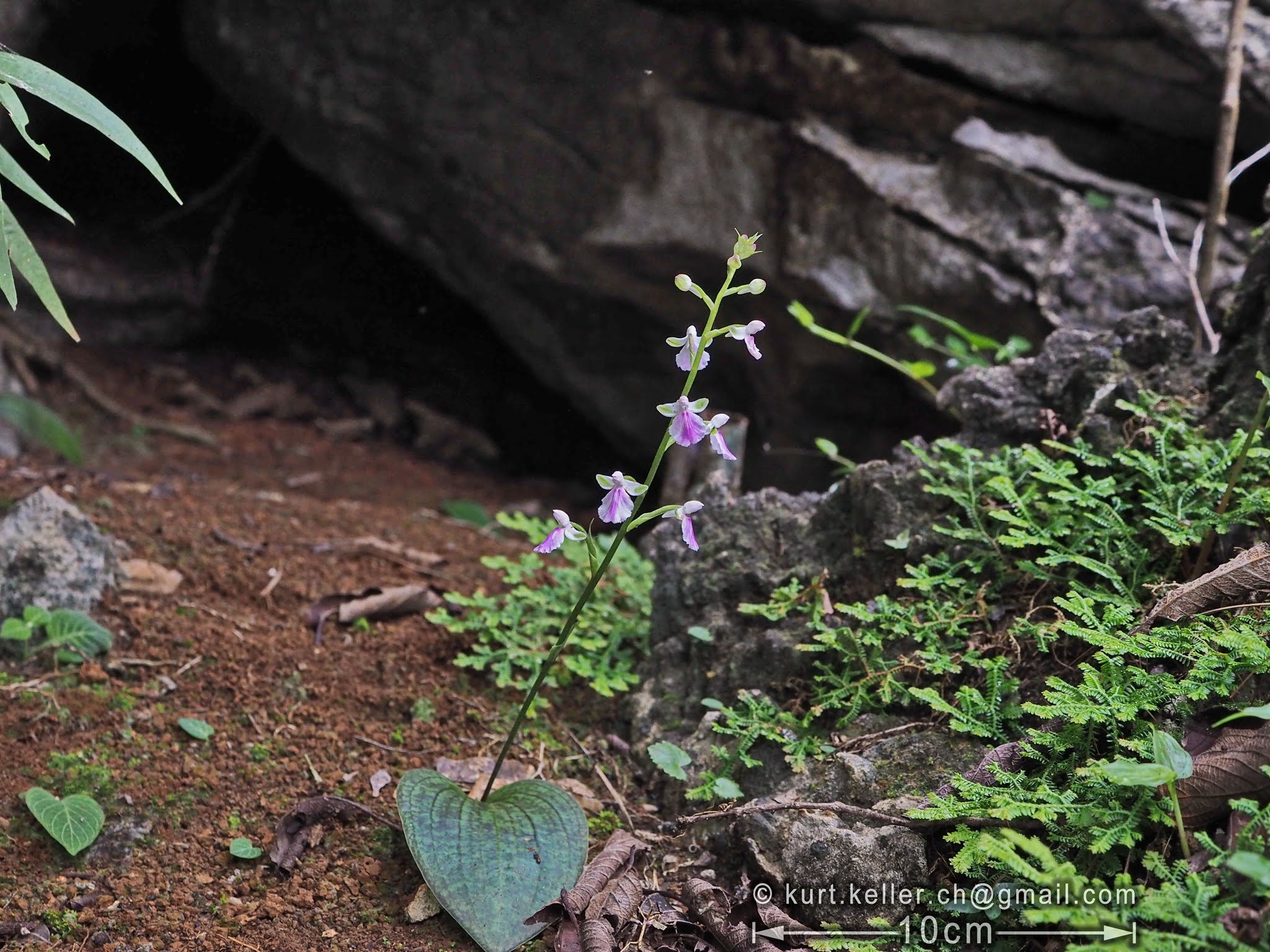 Hemipilia calophylla C.S.P.Parish & Rchb.f.