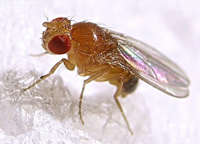 Manual del científico: La Drosophila: Una mosca de laboratorio