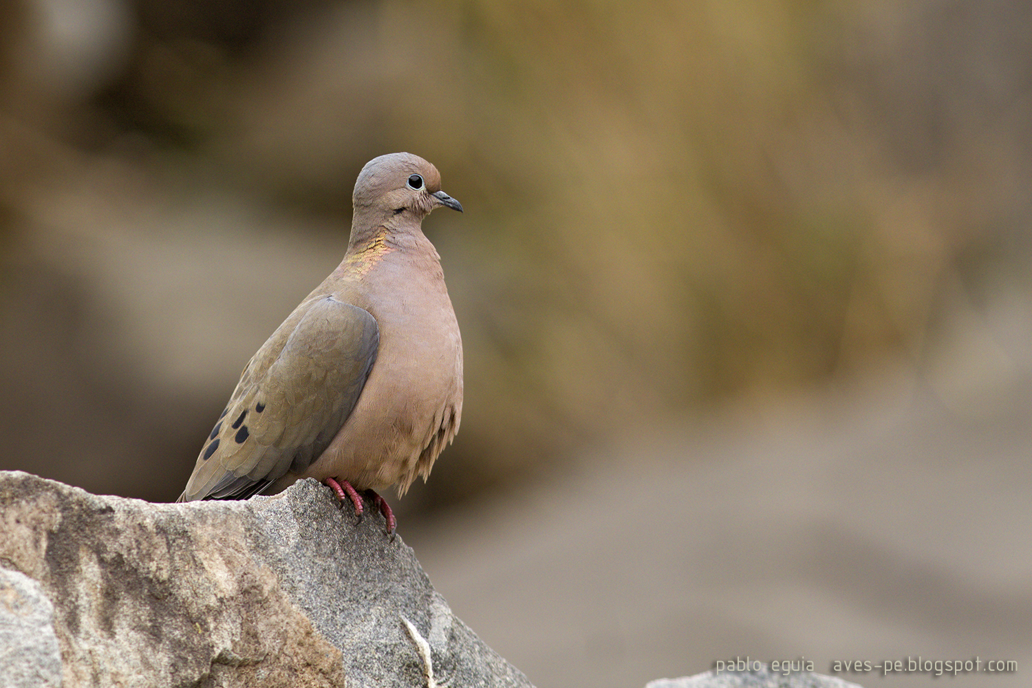 mis fotos de aves: Zenaida auriculata Torcaza Común Eared Dove