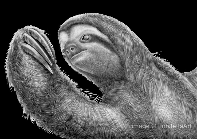 Three Toed Sloth Drawing