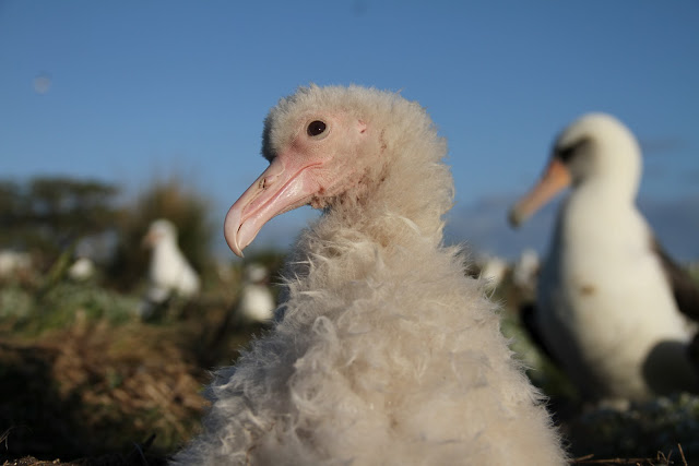 Los Farallones: Partial Amelanism or Albinism: Not So Black and White